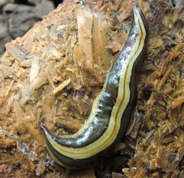 Striped Geoplanarian | Project Noah