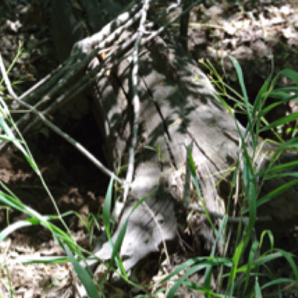 Large Burrow Under A Fallen Log | Project Noah