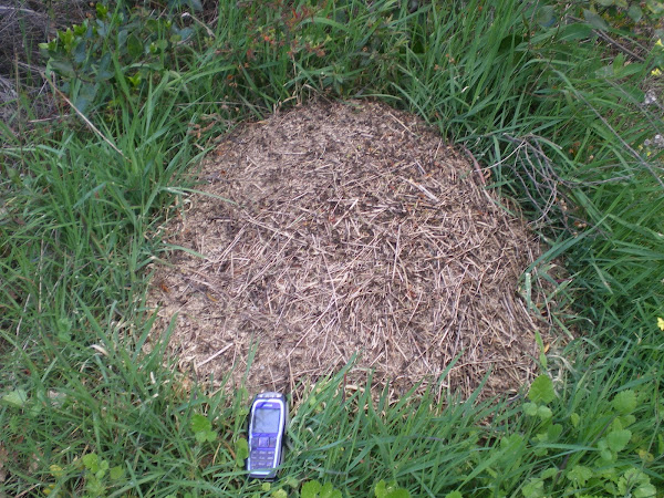 Ant colony | Project Noah