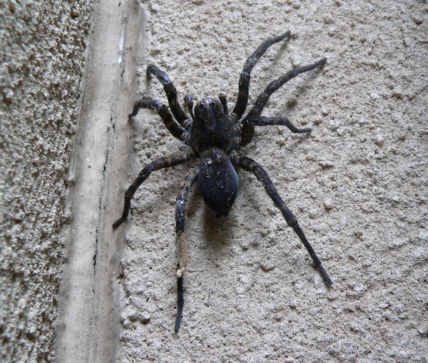 Lace Weaver | Project Noah