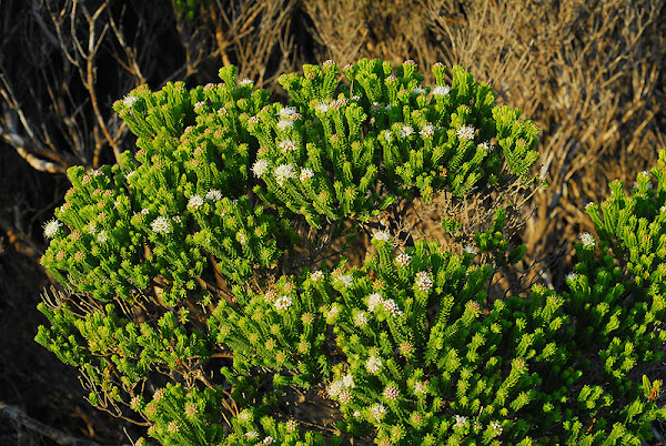 Agathosma | Project Noah