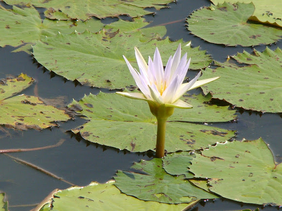 Water Lily /அல்லி (Alli) | Project Noah