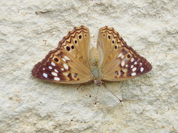 Hackberry Emperor | Project Noah
