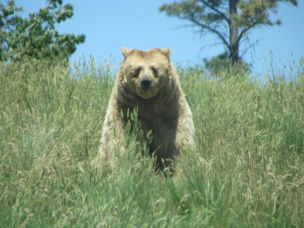 Grizzly Bear | Project Noah