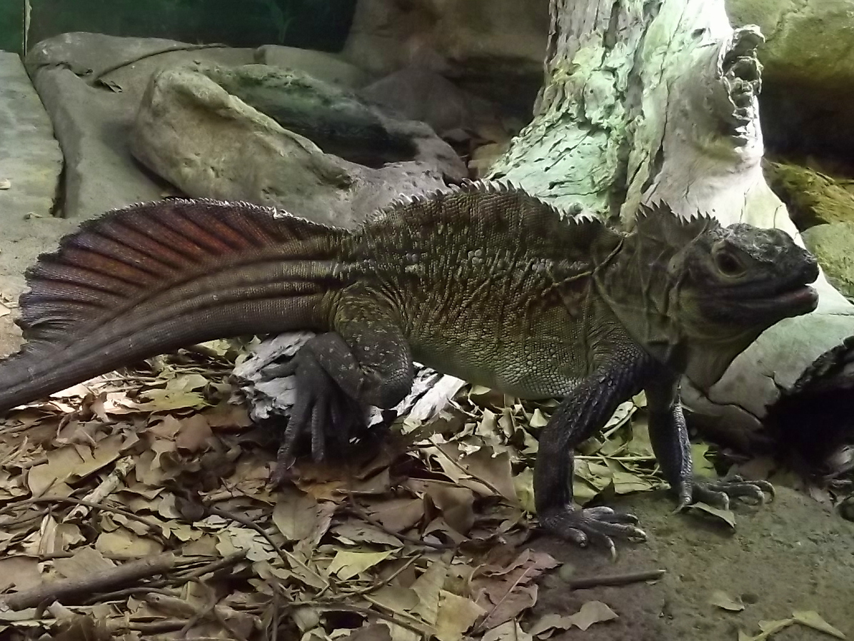 Sail-fin lizard | Project Noah