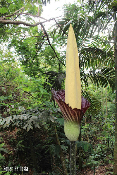 Amorphophallus gigas | Project Noah