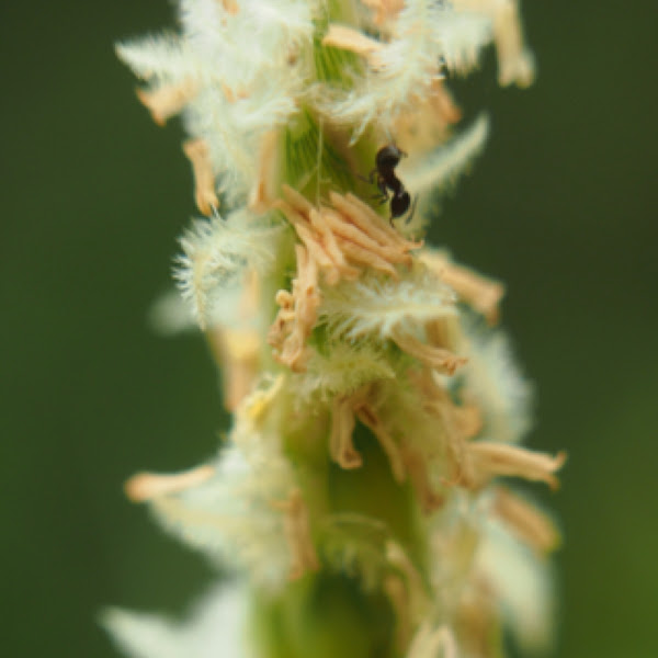 Seashore centipede grass | Project Noah