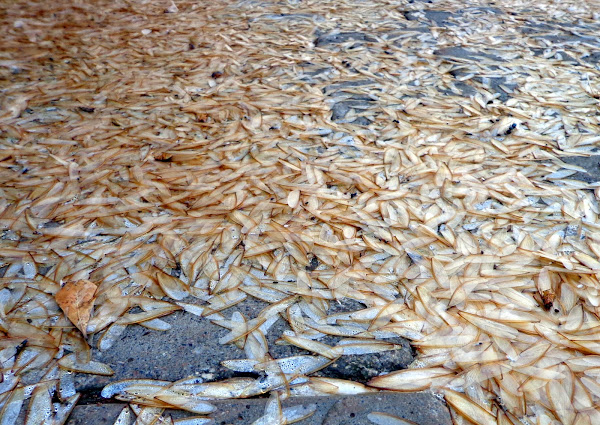 Winged termites | Project Noah