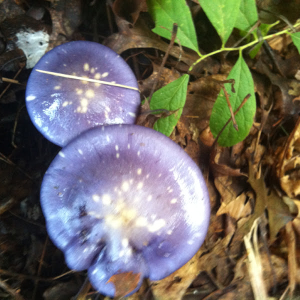 indigo milk cap | Project Noah