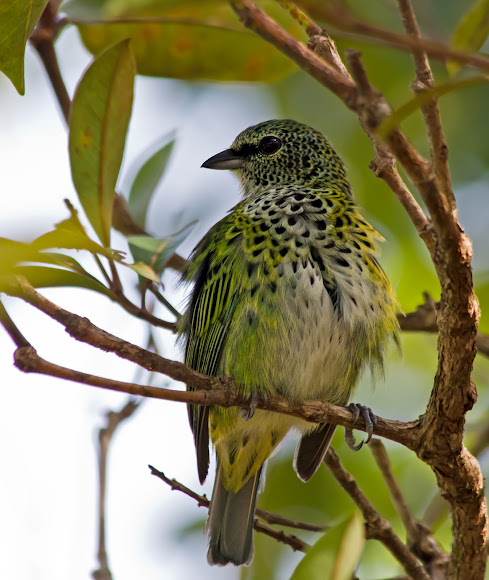 Spotted Tanager | Project Noah