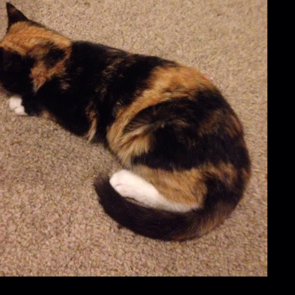 Nutmeg the Cat | Project Noah