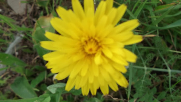 Leituga-dos-montes | Project Noah