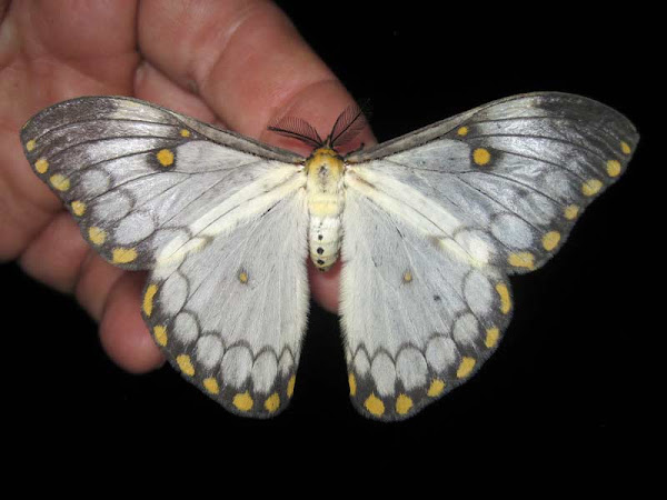 Apollo moth | Project Noah