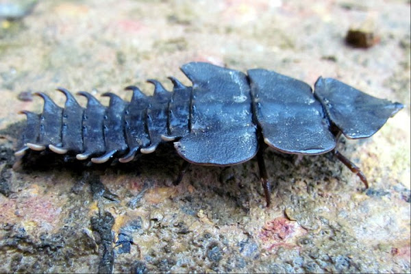 Trilobite Beetle | Project Noah