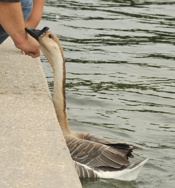 swan goose | Project Noah