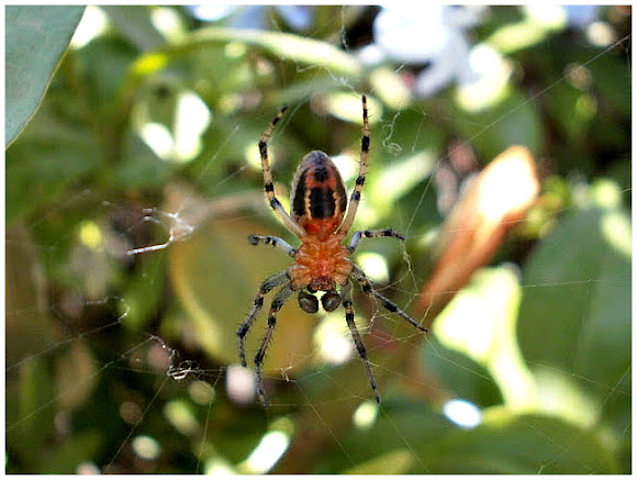 Alpaida spider. | Project Noah