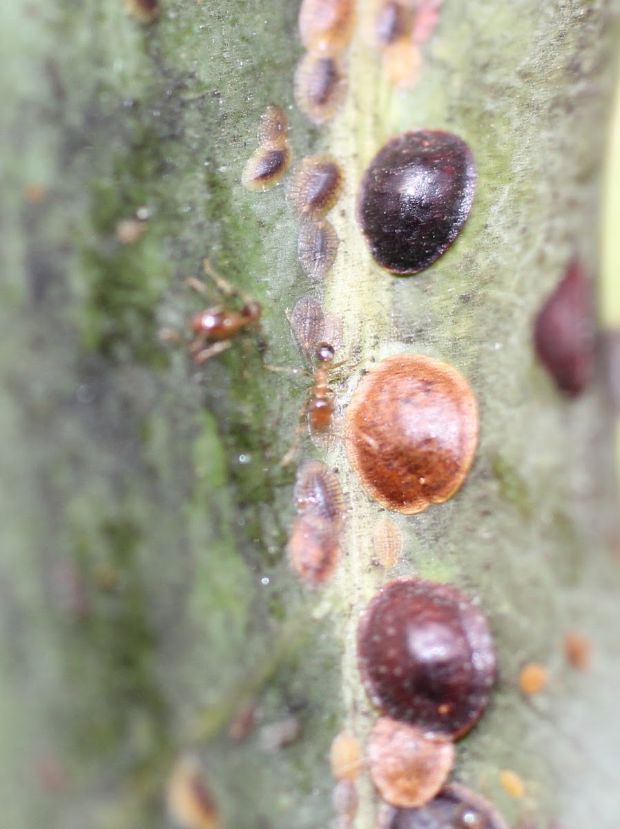 Soft brown scale | Project Noah