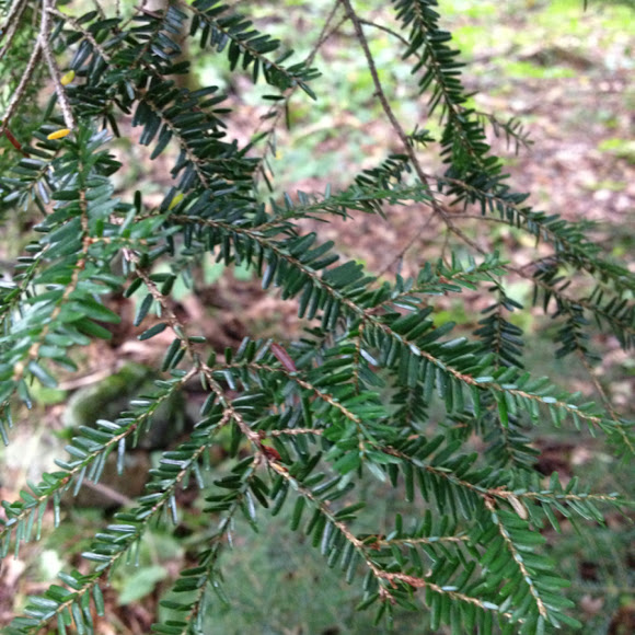 Eastern Hemlock | Project Noah