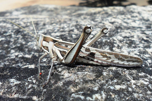 Brown-spotted locust | Project Noah