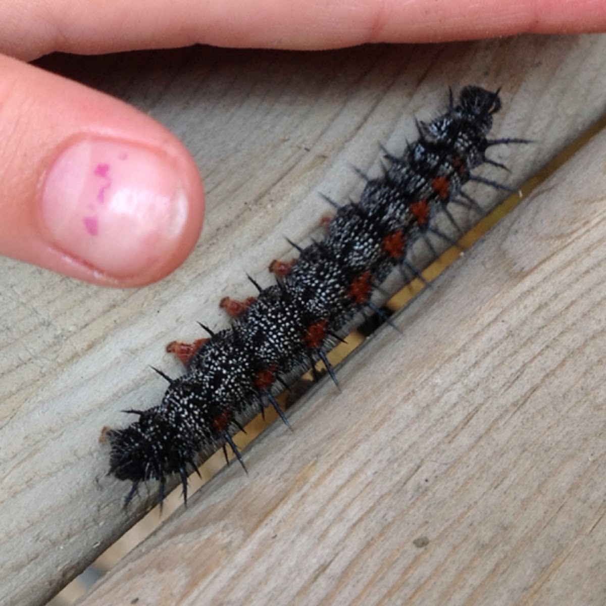 Morning cloak butterfly caterpillar or Spiny elm caterpillar | Project Noah