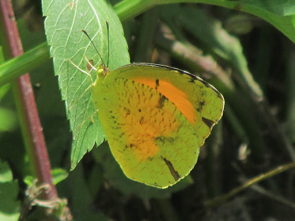 Sleepy Orange Butterfly | Project Noah
