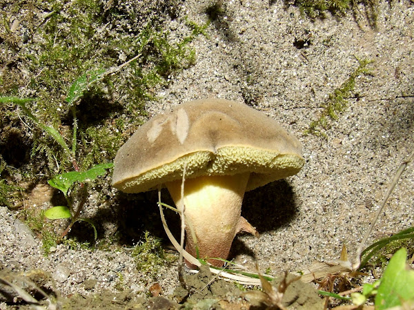 Common Bolete | Project Noah