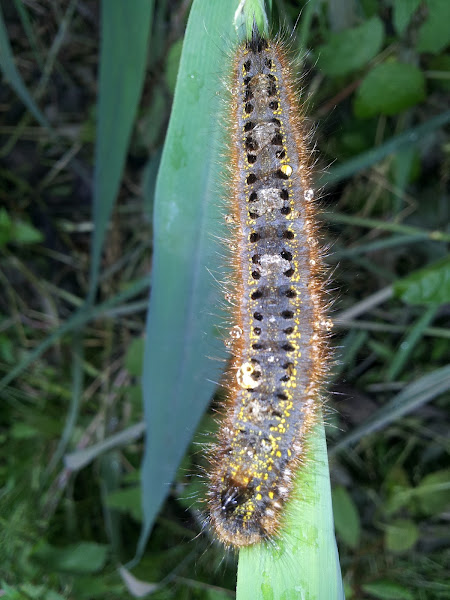 Tijger rups | Project Noah