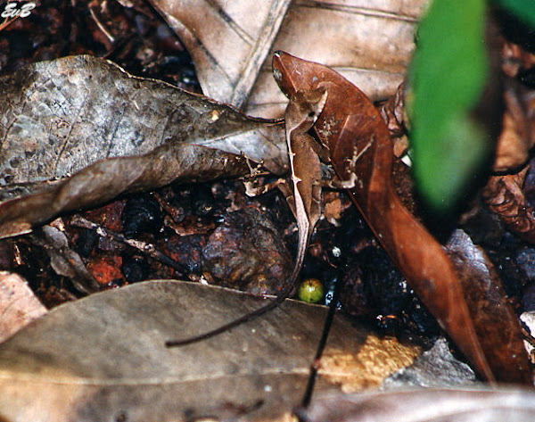 Anolis | Project Noah