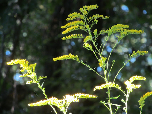 Goldenrod sp. | Project Noah