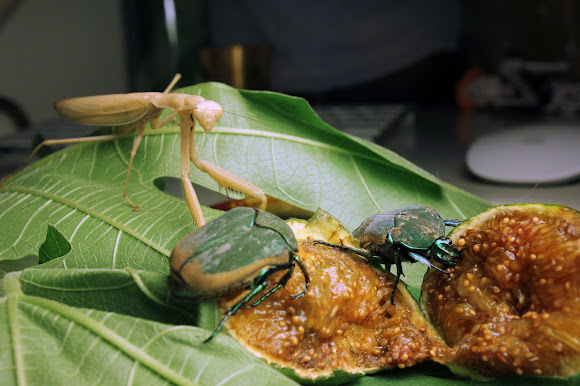 Figeater Beetle | Project Noah