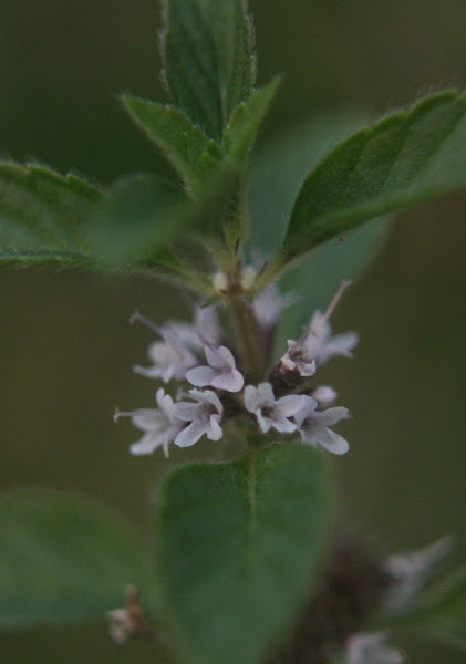 American Wild Mint | Project Noah