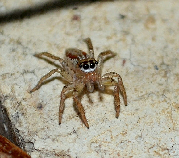 Dimorphic Jumping Spider (male) | Project Noah