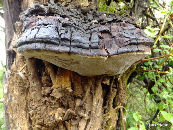 Cracked Bracket | Project Noah