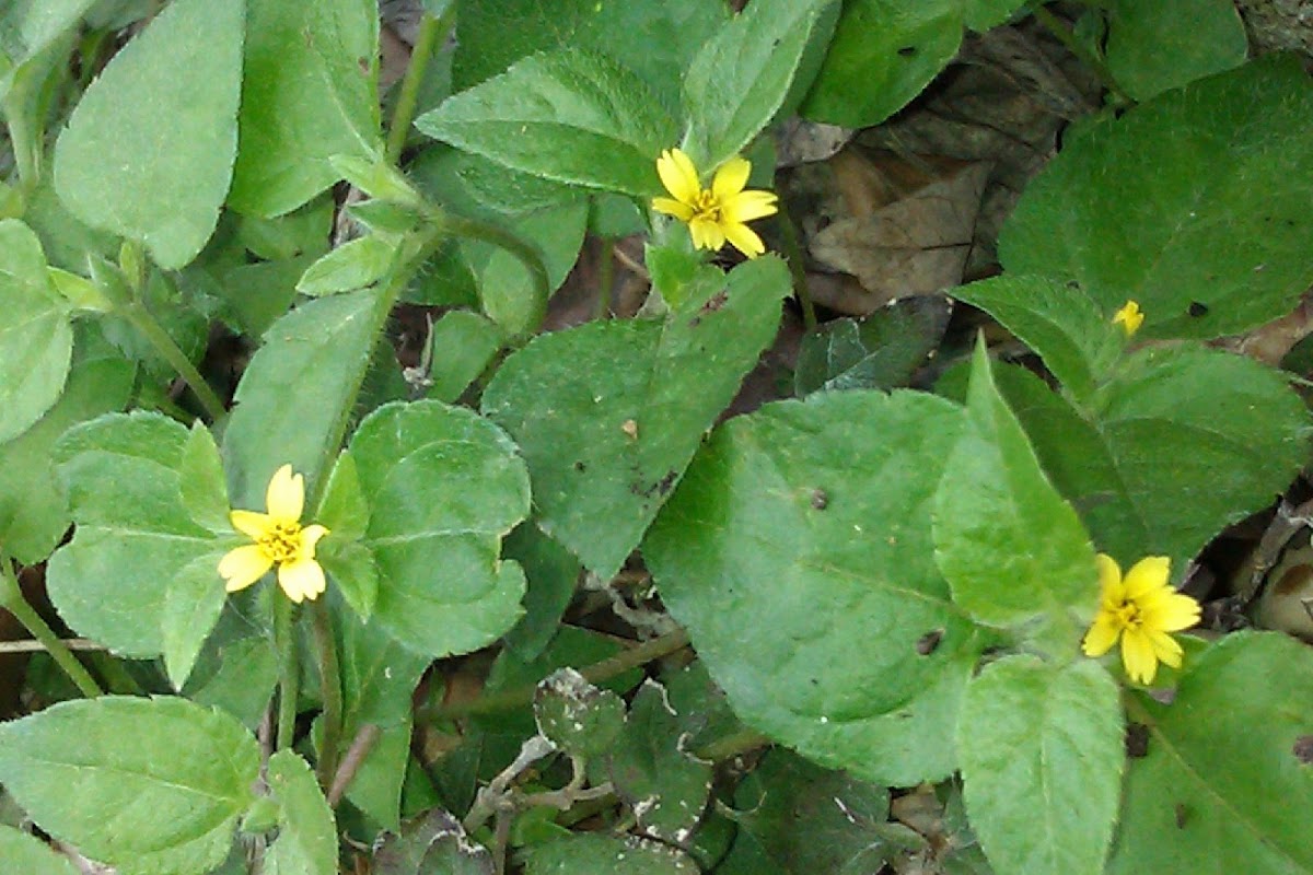 Horseherb, Straggler daisy | Project Noah