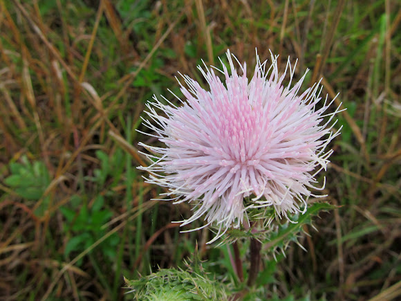 Horrible Thistle | Project Noah