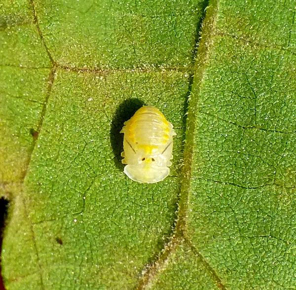 Illeis cincta | Project Noah