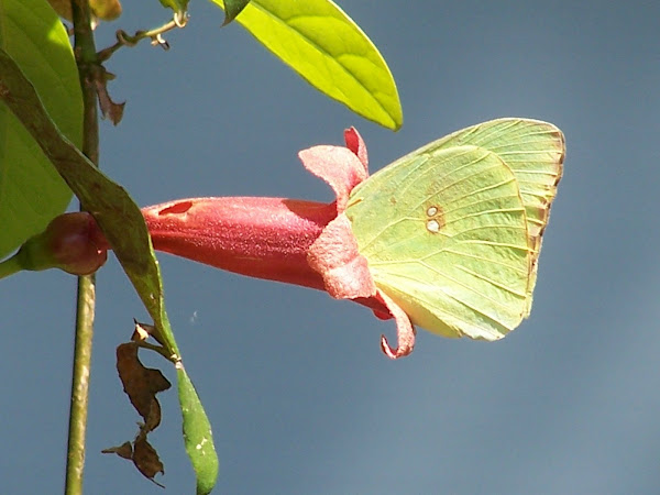 Cloudless Sulphur | Project Noah