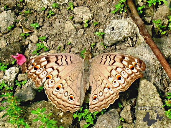 Grey Pansy | Project Noah