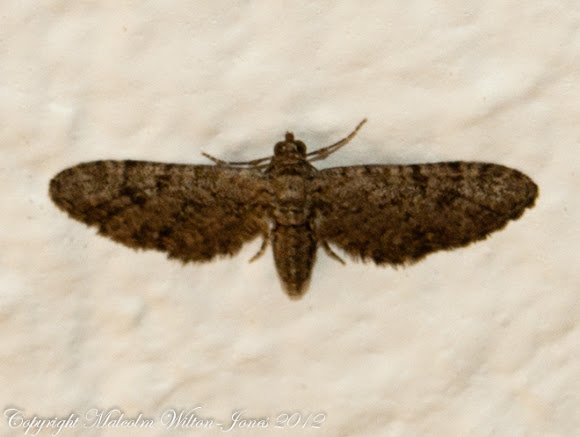 Double-striped Pug Moth | Project Noah
