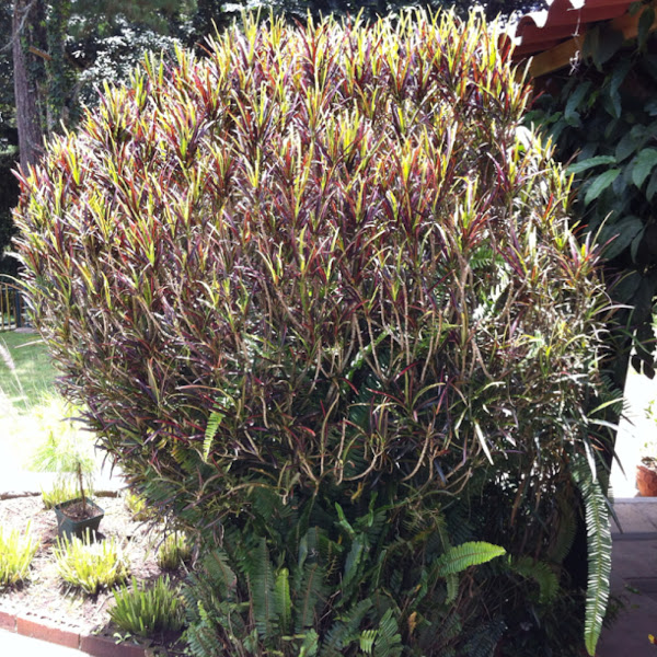 variegated croton | Project Noah
