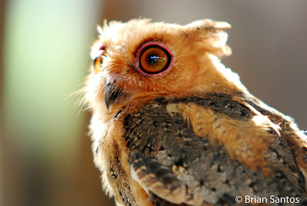 Philippine scops owl | Project Noah