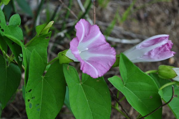 Hedge Bindweed | Project Noah