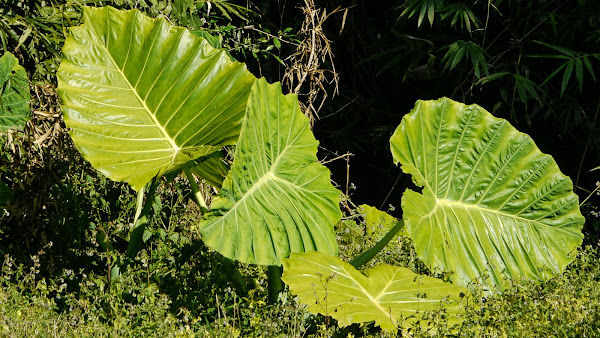 Giant upright elephant ear | Project Noah