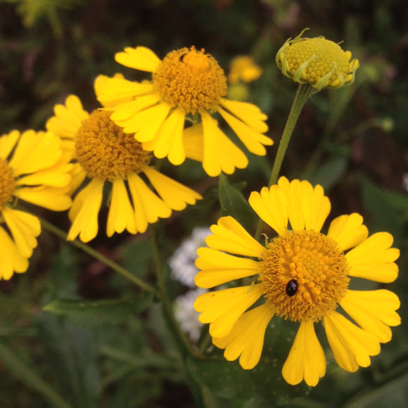 Common Sneezeweed | Project Noah