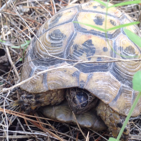 Spur-Thighed Tortoise | Project Noah