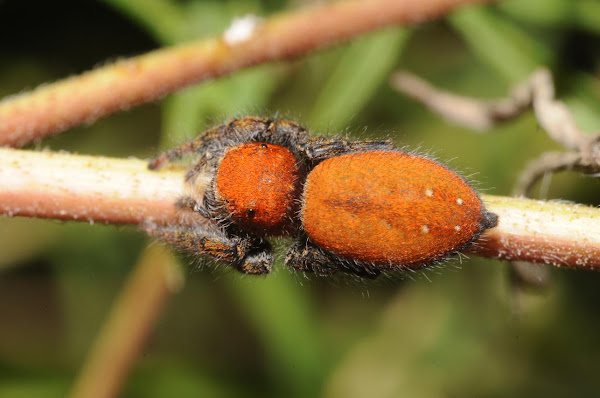 Cardinal jumping spider (female) | Project Noah