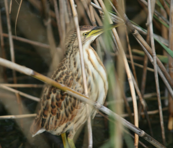 Little Bittern | Project Noah