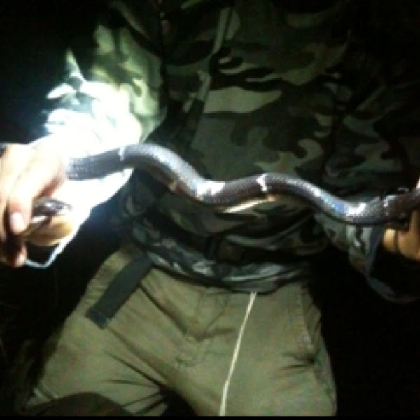 Muçurana/Cobra-preta | Project Noah