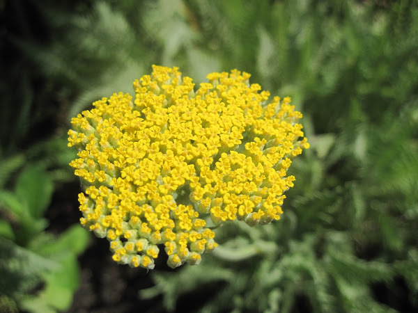 Yarrow | Project Noah