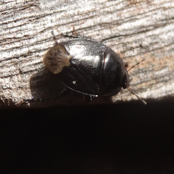 Burrowing bug | Project Noah